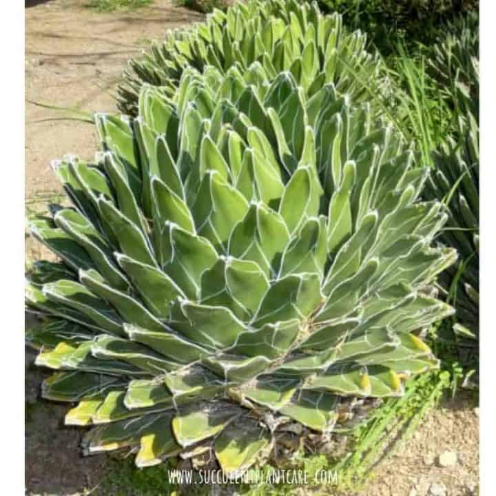 Top 19 Best Succulent Ground Covers - Succulent Plant Care