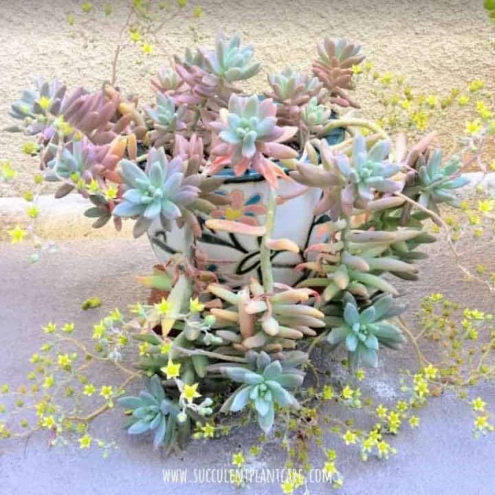 How, Why, When and What To Do With Flowering Succulents - Succulent ...