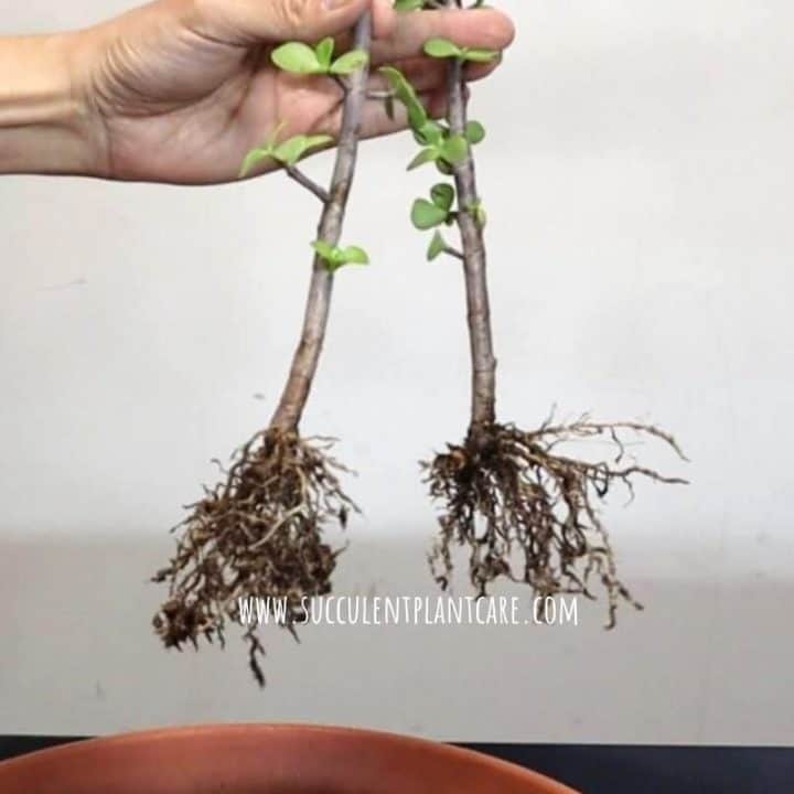 Can You Trim a Succulent’s Leaves, Stems, or Roots? - Succulent Plant Care