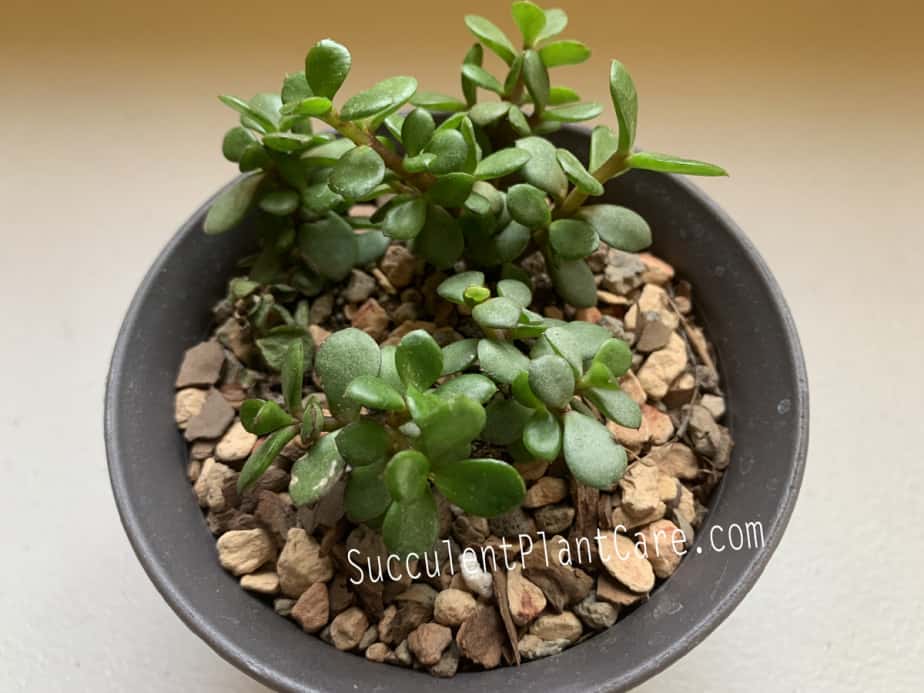 Portulacaria Afra-Elephant Bush Care, Types and Propagation - Succulent ...