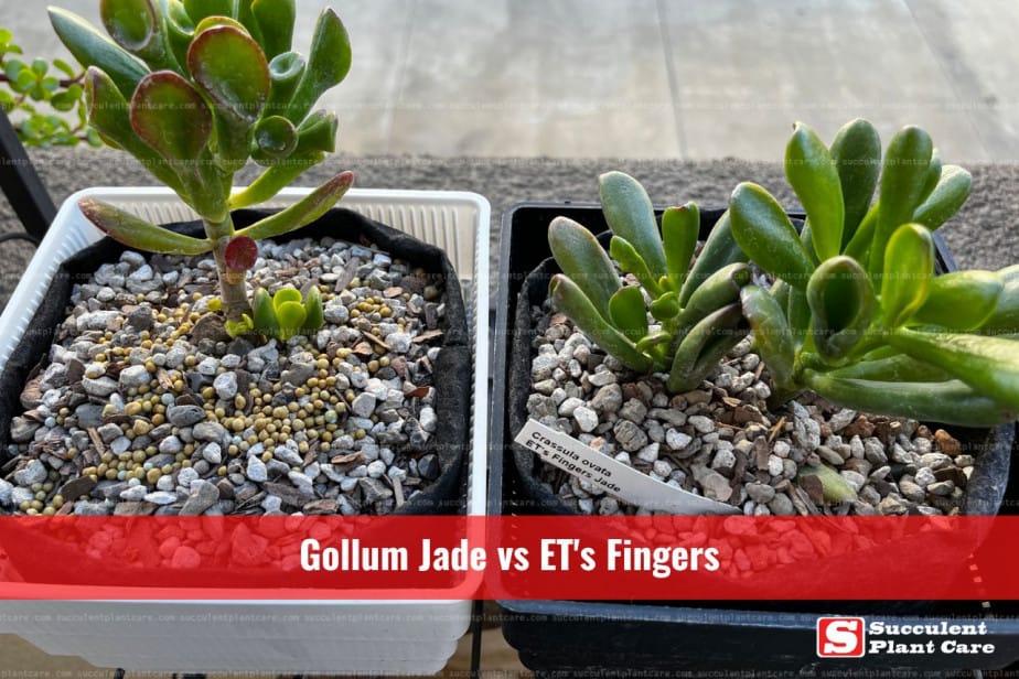 Crassula Ovata-Gollum Jade Care and Propagation - Succulent Plant Care